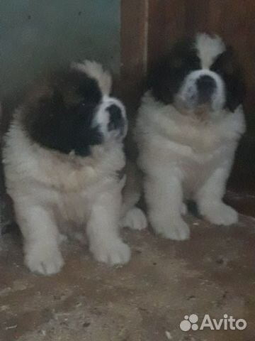 Сенбернар длинношерстный