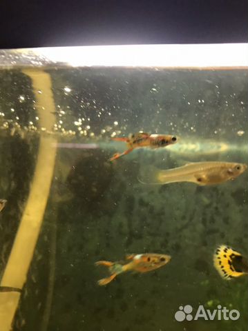 Самки гуппи 10 р 7 шт