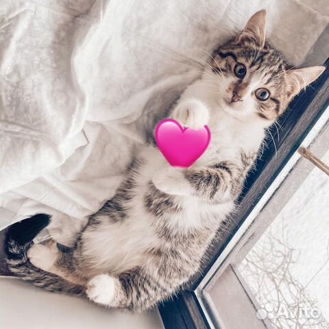 Котенок Патрик в добрые руки