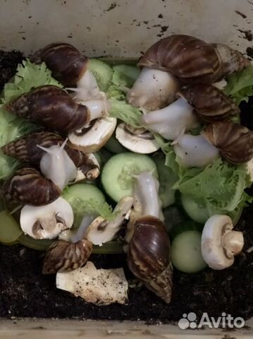 Контейнер с улитками