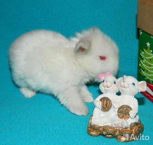 Сатиновый карликовый барашек