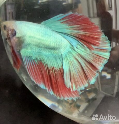 Рыба петушок