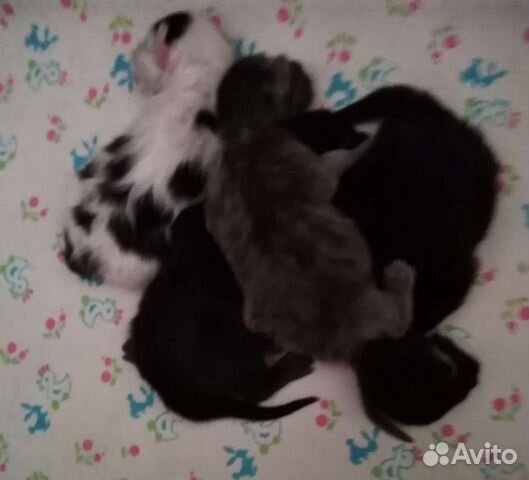 Котята черный(2) и долматинец(2)