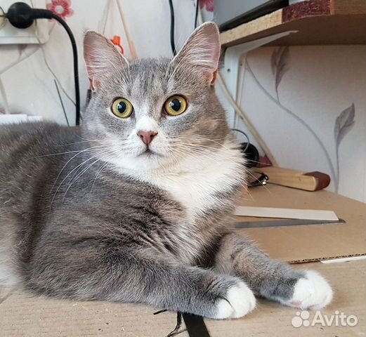 Кошка Плюшка в хорошие, добрые руки