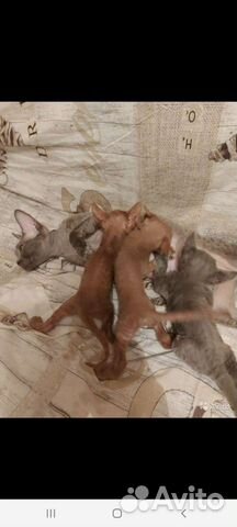 Девон циннамоночка