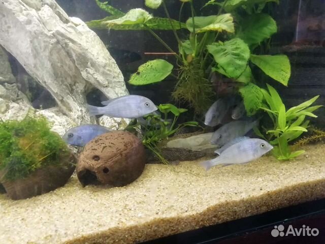 Голубые дельфины