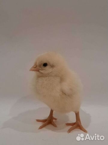 Цыплята бройлеры Чехия кооб 500