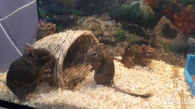 Чилийская белка