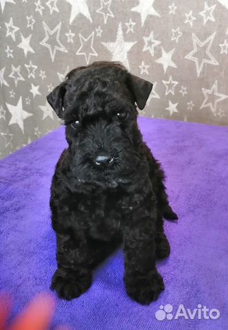 Щенки керри блю терьера