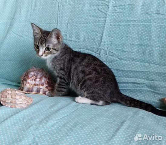 Котёнок девочка 2,5мес. малышка серая полосатенька