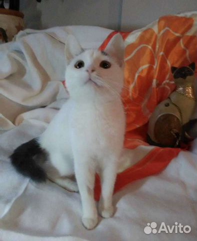 Кошечка Зося 7 месяцов