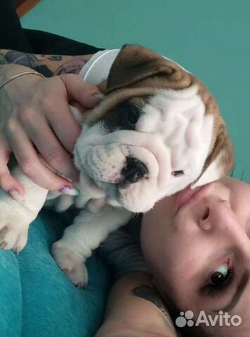 Английский бульдог