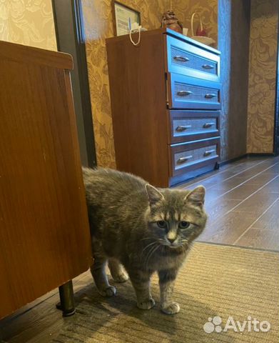 У грустной кошечки Дашули пока нет хозяев