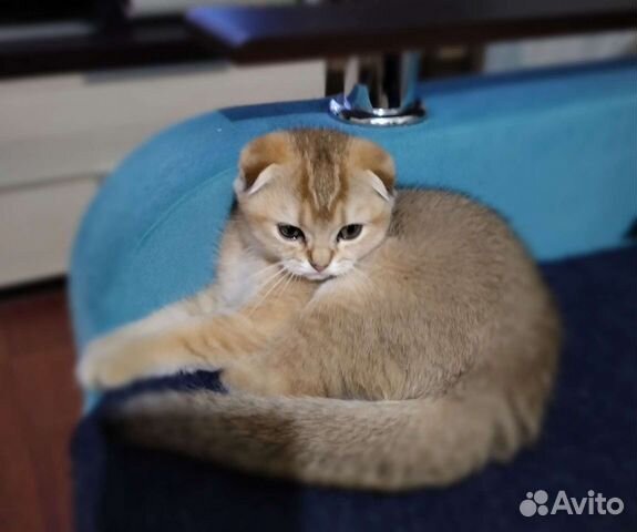 Шотландская девочка скотиш фолд