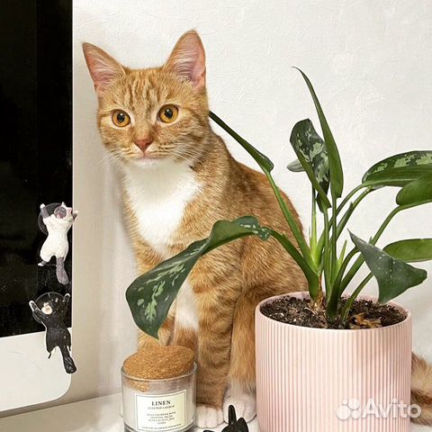 Кошка Йоко в добрые руки