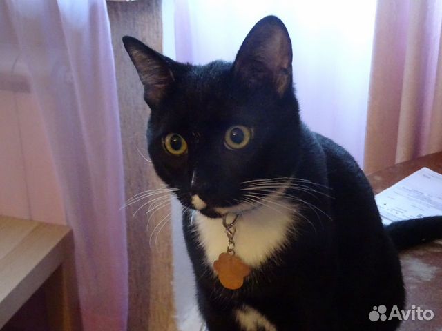 Кот Филимон