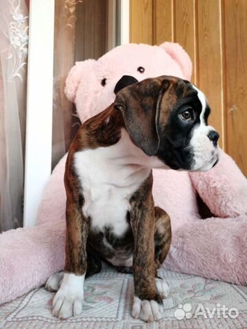 Тигровая радость