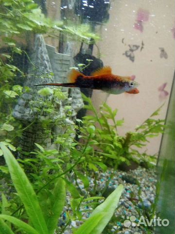 Меченосец ананасовый