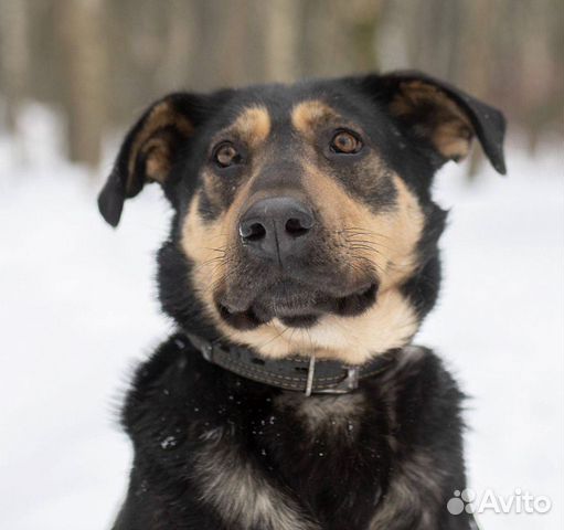 Собака-умница-красавица ищет дом