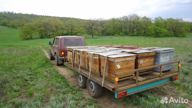 Продам пчел с ульями