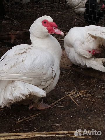 Инкубационное яйцо индоутки