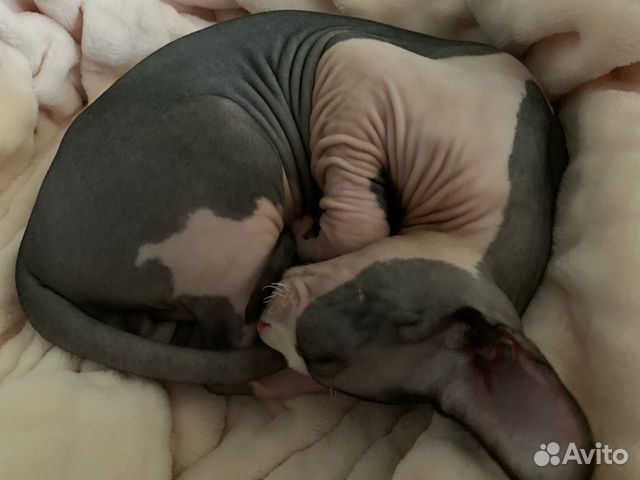 Канадский сфинкс