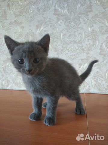 Котята русская голубая