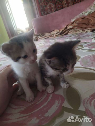 Котята в хорошие руки бесплатно