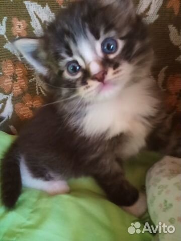 Котенок пушистый трехцветного окраса беленький