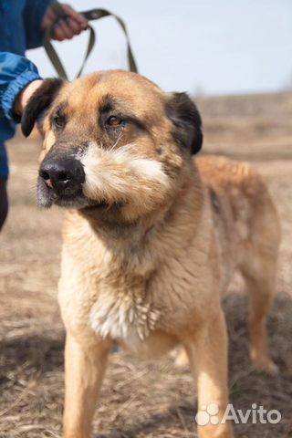 Особенный Арчи станет Вашим