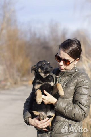 Ищет дом щенок не крупной Собачки Милли