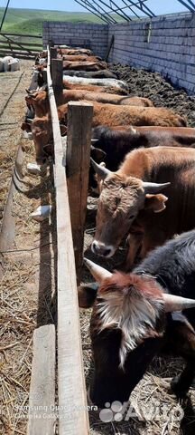 Быки и тёлки