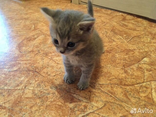Британские котята