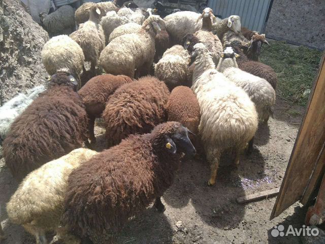 Стадо овец более 30 голов