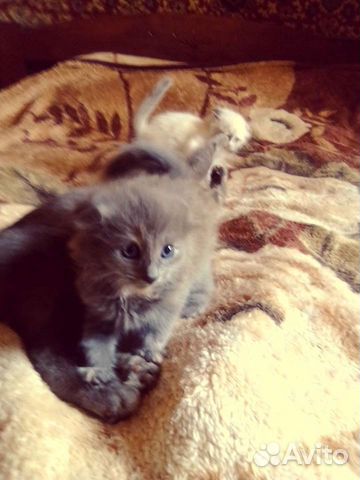 Котята вислоухие в дар