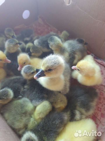 Гусята (Крупный серый, Линда)