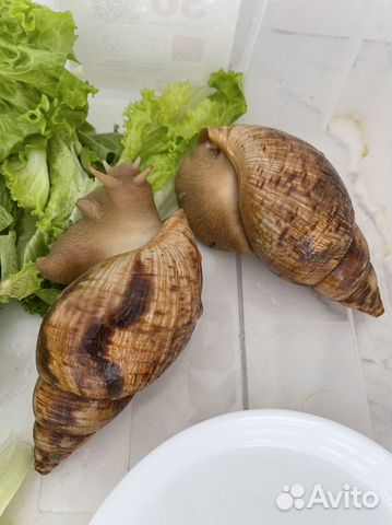 Улитки Ахатины
