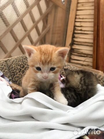 Рыжий котенок