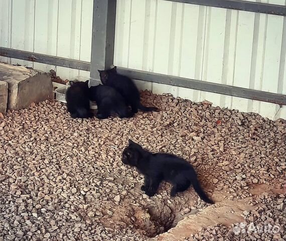 Котята в добрые руки