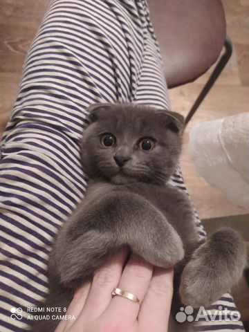 Шотландская вислоухая кошка