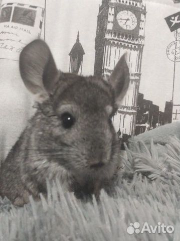 Шиншилла