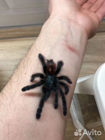 Паук Авикулярия версиколор(Caribena versicolor)