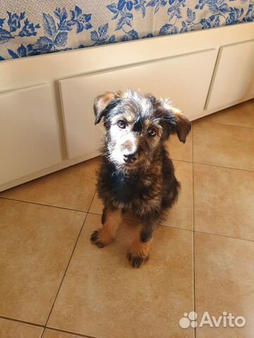 Умничка щенок Кроха будет ниже колена