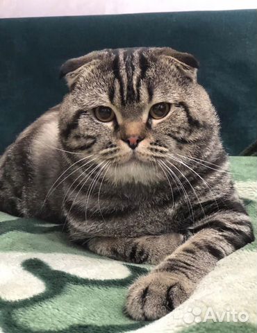 Шотландская