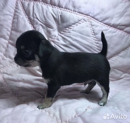 Той-терьер щенки