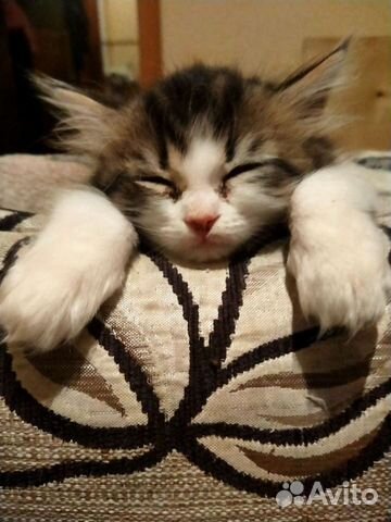 Черно-белый Бим, рыжее ухо :)