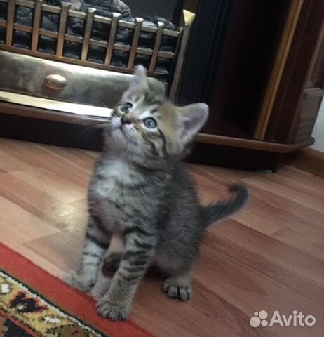 Очаровательный смышленый пушистик