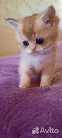 Шотландские котята
