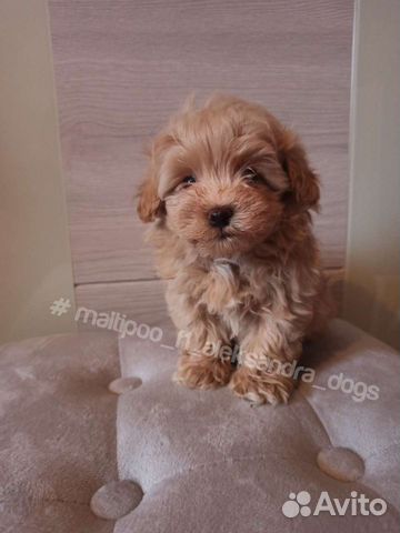 Мальтипу Ф1/Maltipoo F1 шикарный мальчик