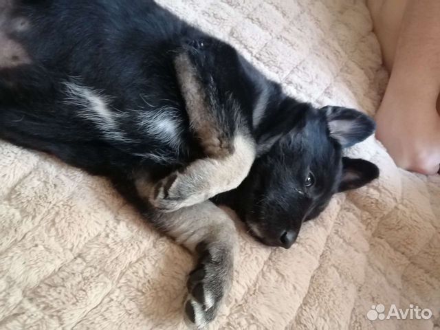 Щенок в добрые руки бесплатно